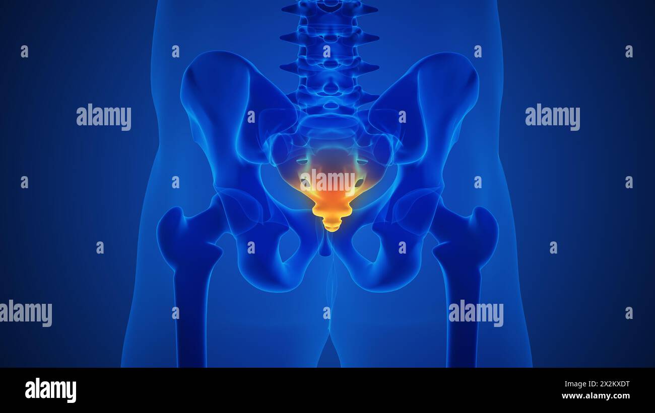 Human skeleton sacrum spine anatomy hi-res stock photography and images ...