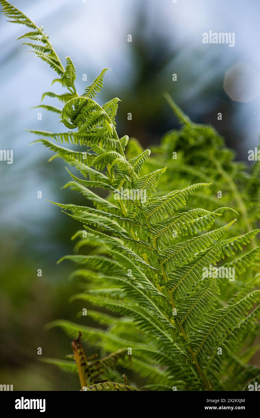 Natural background and wallpaper. Beautiful green fern leaves in the ...