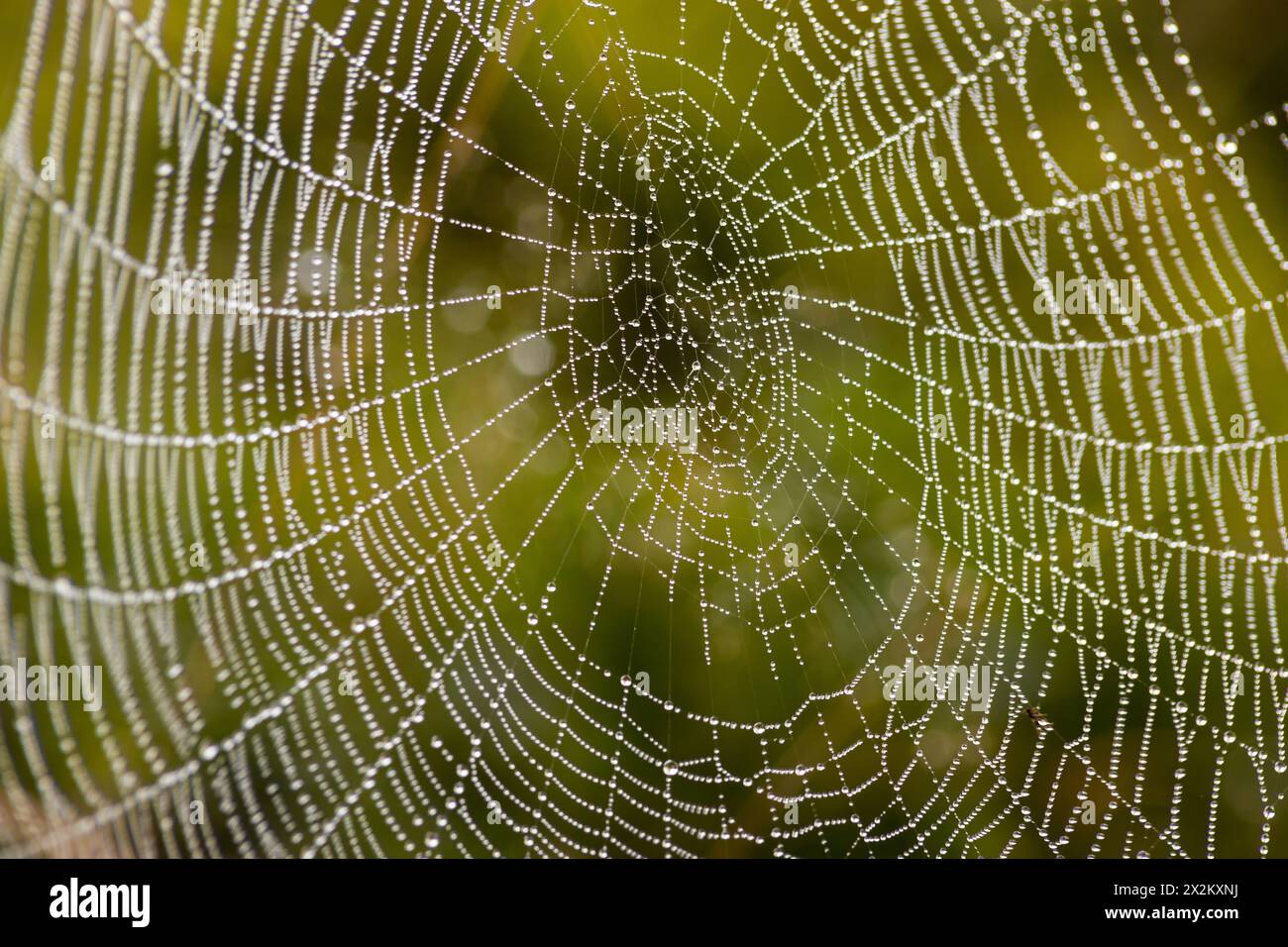 Cobweb with dew drops. Can be used as background Stock Photo - Alamy