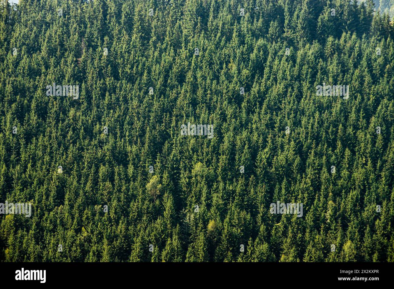 Tops coniferous trees view hi-res stock photography and images - Alamy