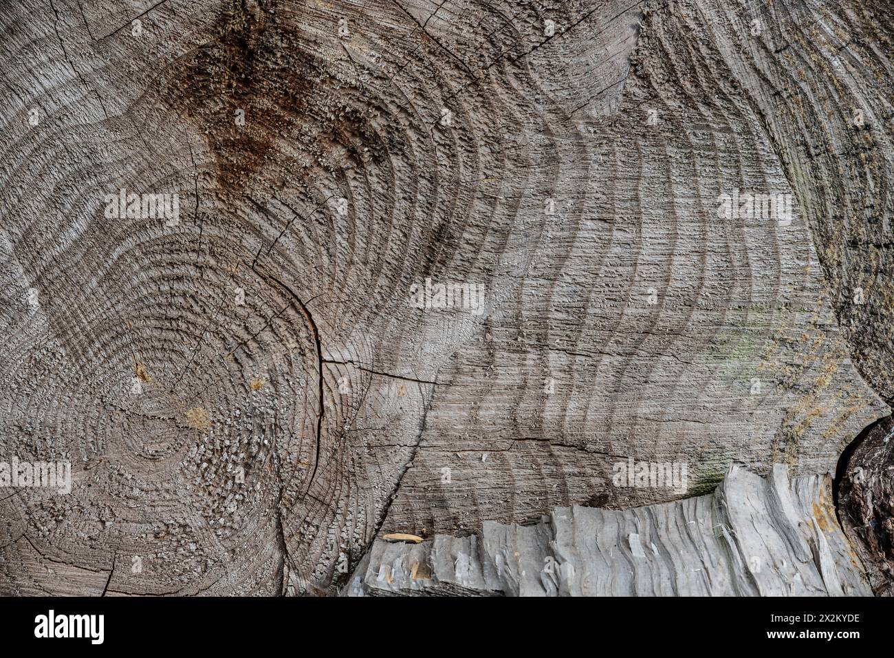 Walnut wood texture. Super long walnut planks texture background ...