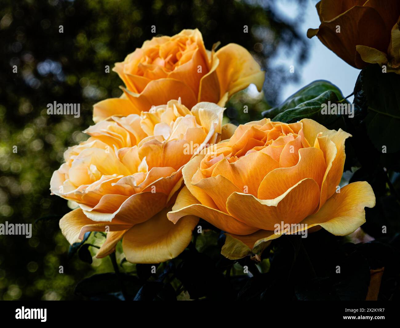Golden wonder uk hi-res stock photography and images - Alamy