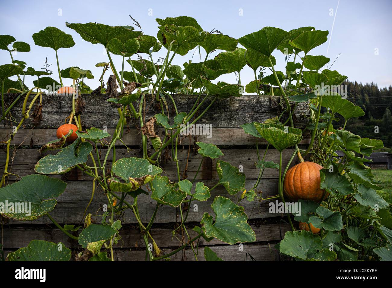 Growing pumpkins in organic vegetable garden. Harvest, Autumn Stock ...