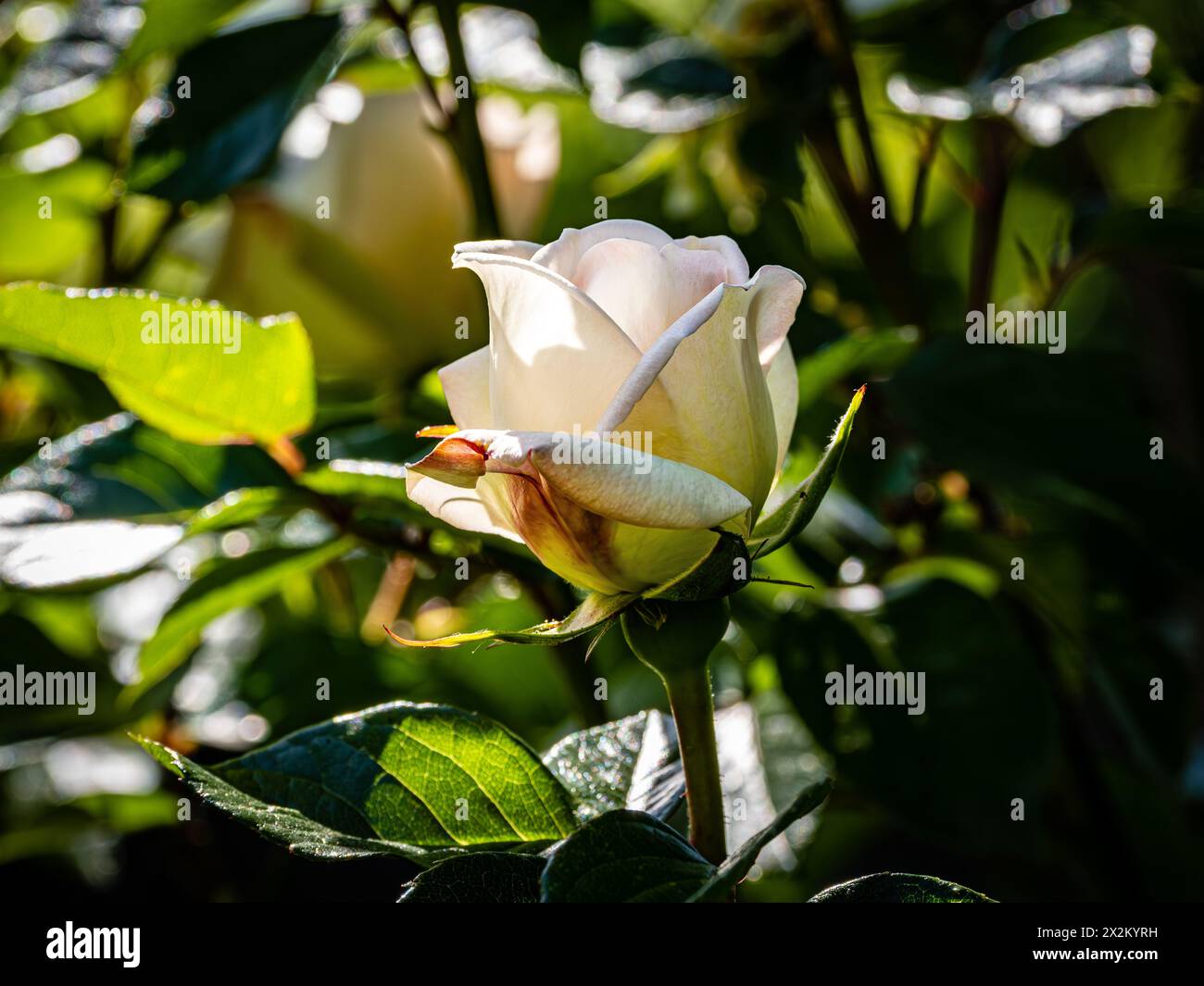 Rose southampton hi-res stock photography and images - Alamy