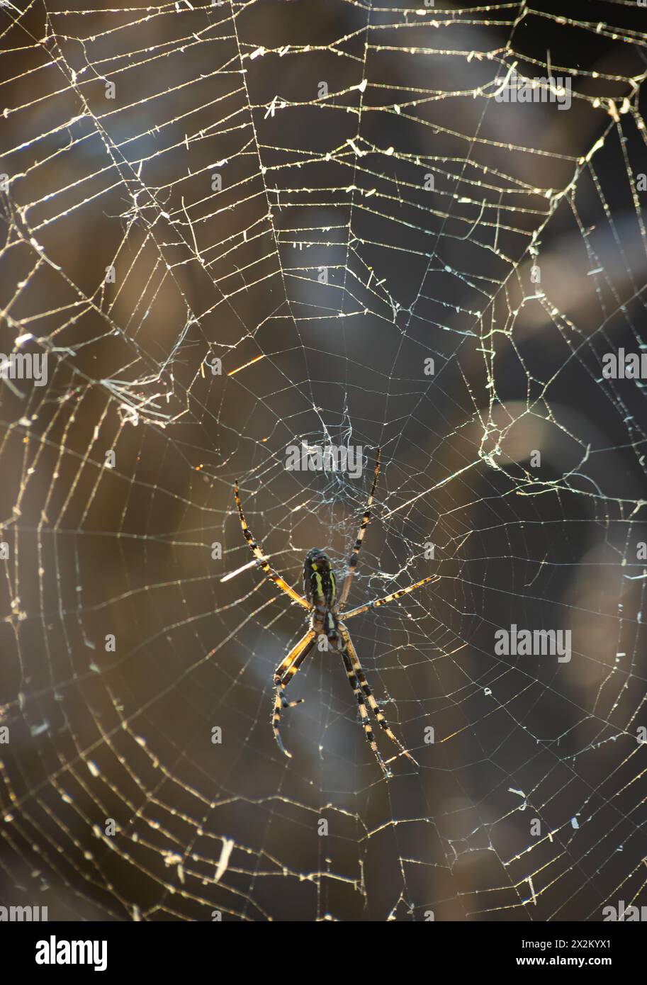 Spider texture hi-res stock photography and images - Alamy