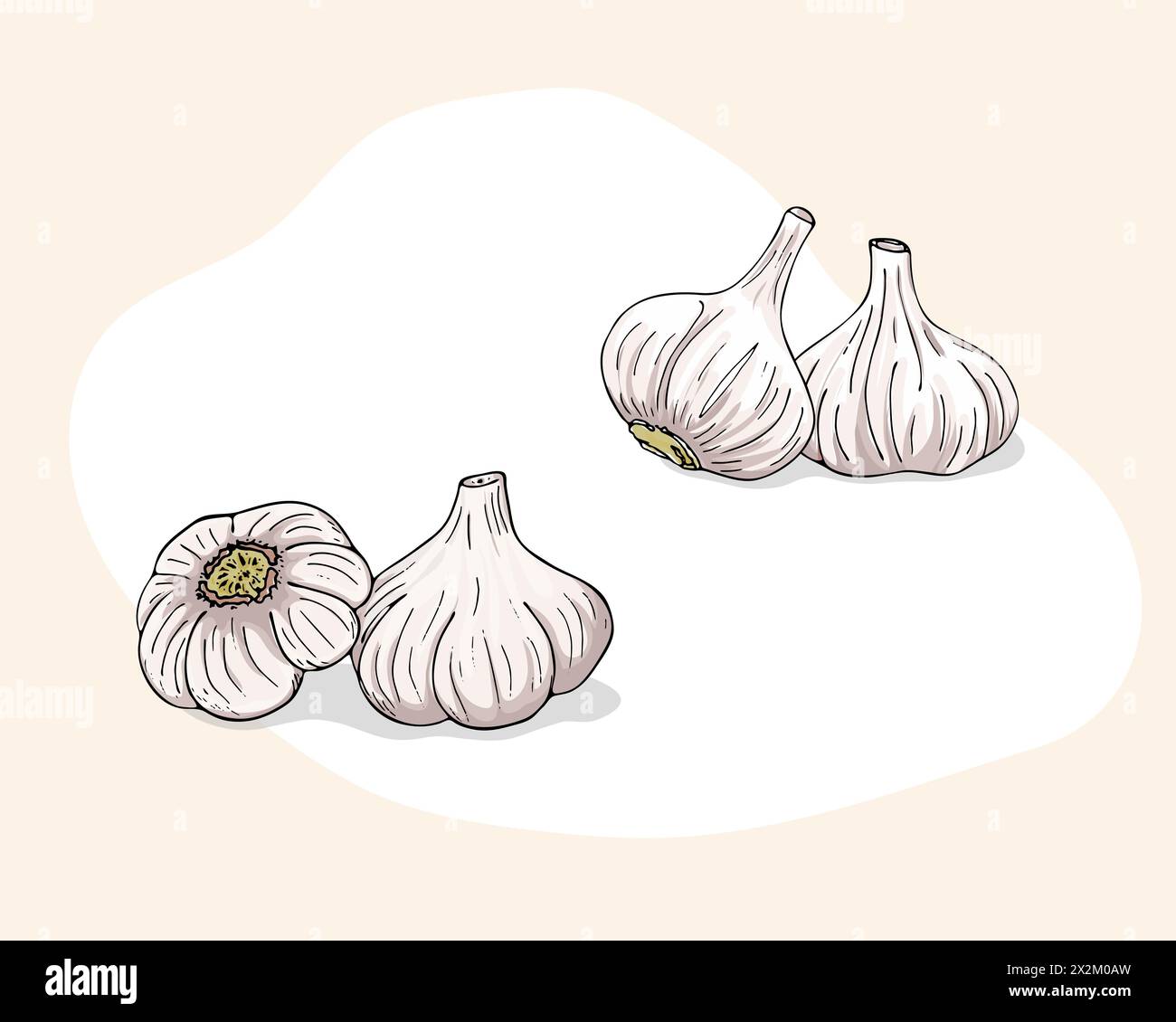 Garlic cloves vector set. Whole garlic bulb. Flat vector in cartoon ...