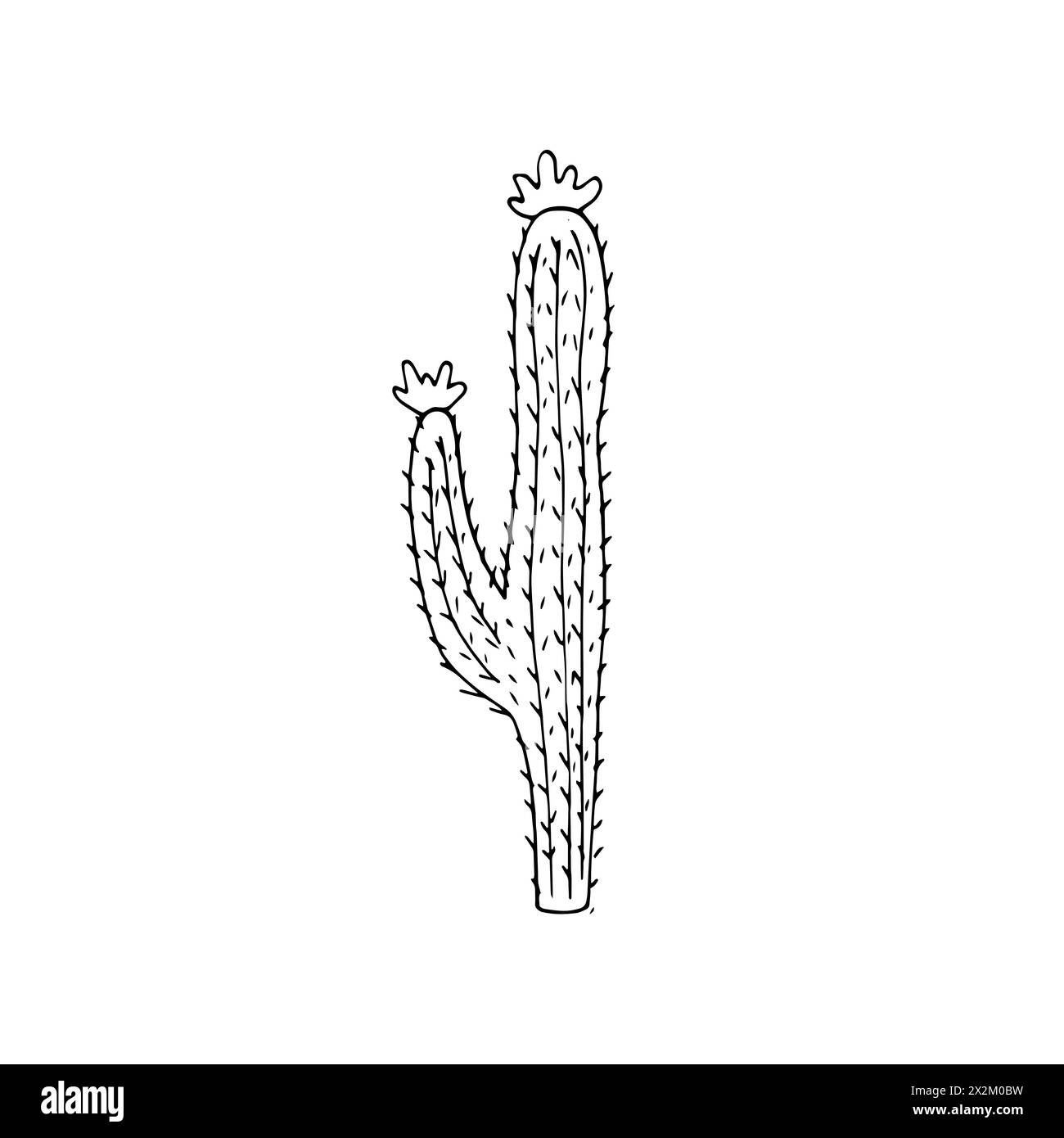 hand drawn cactus illustration. Vector Illustration. cacti with flowers ...