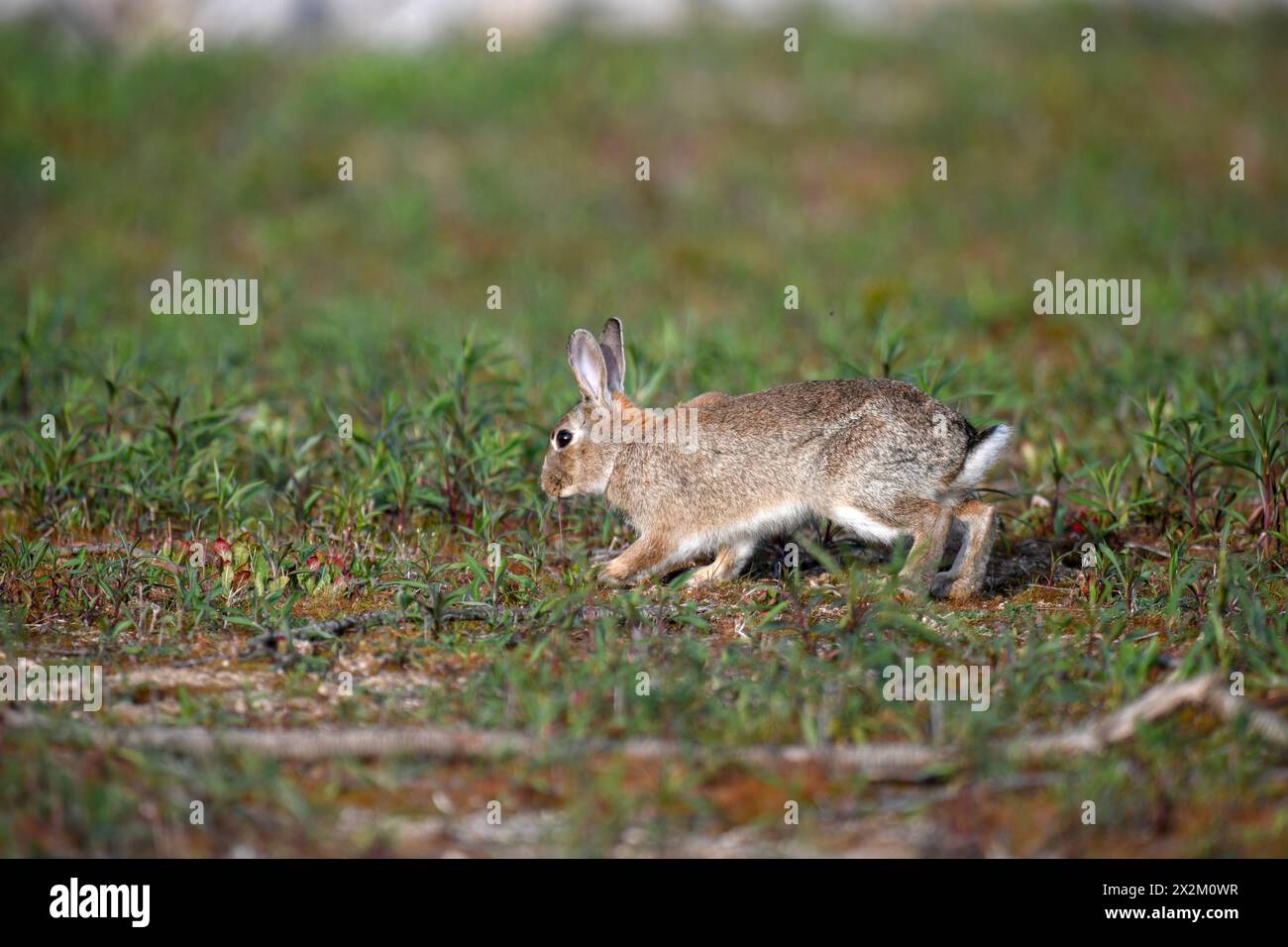 zoology, mammal (mammalia), European rabbit (Oryctolagus cuniculus) in ...