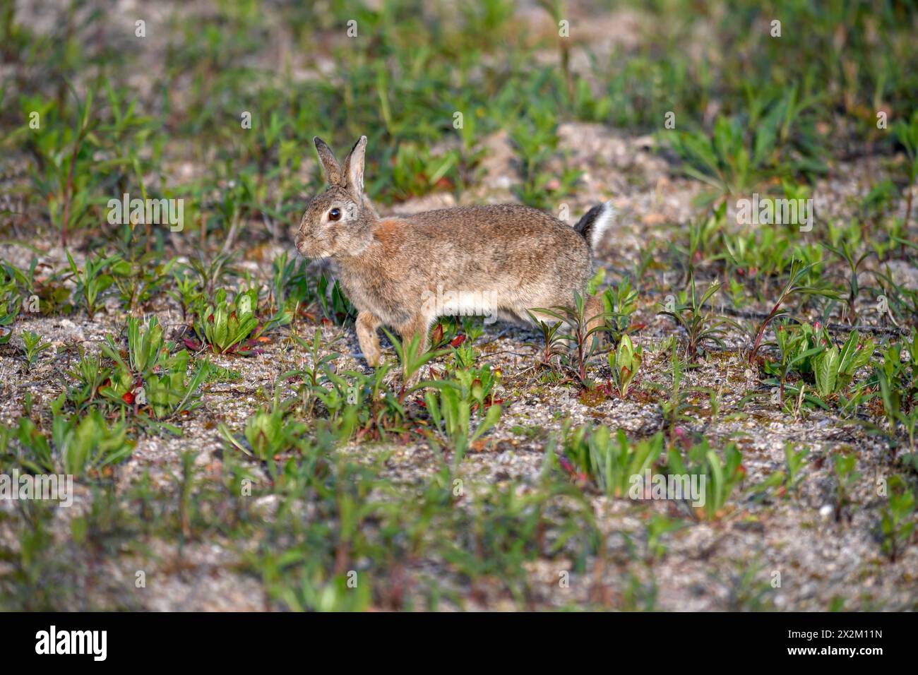 Field zoology hi-res stock photography and images - Alamy