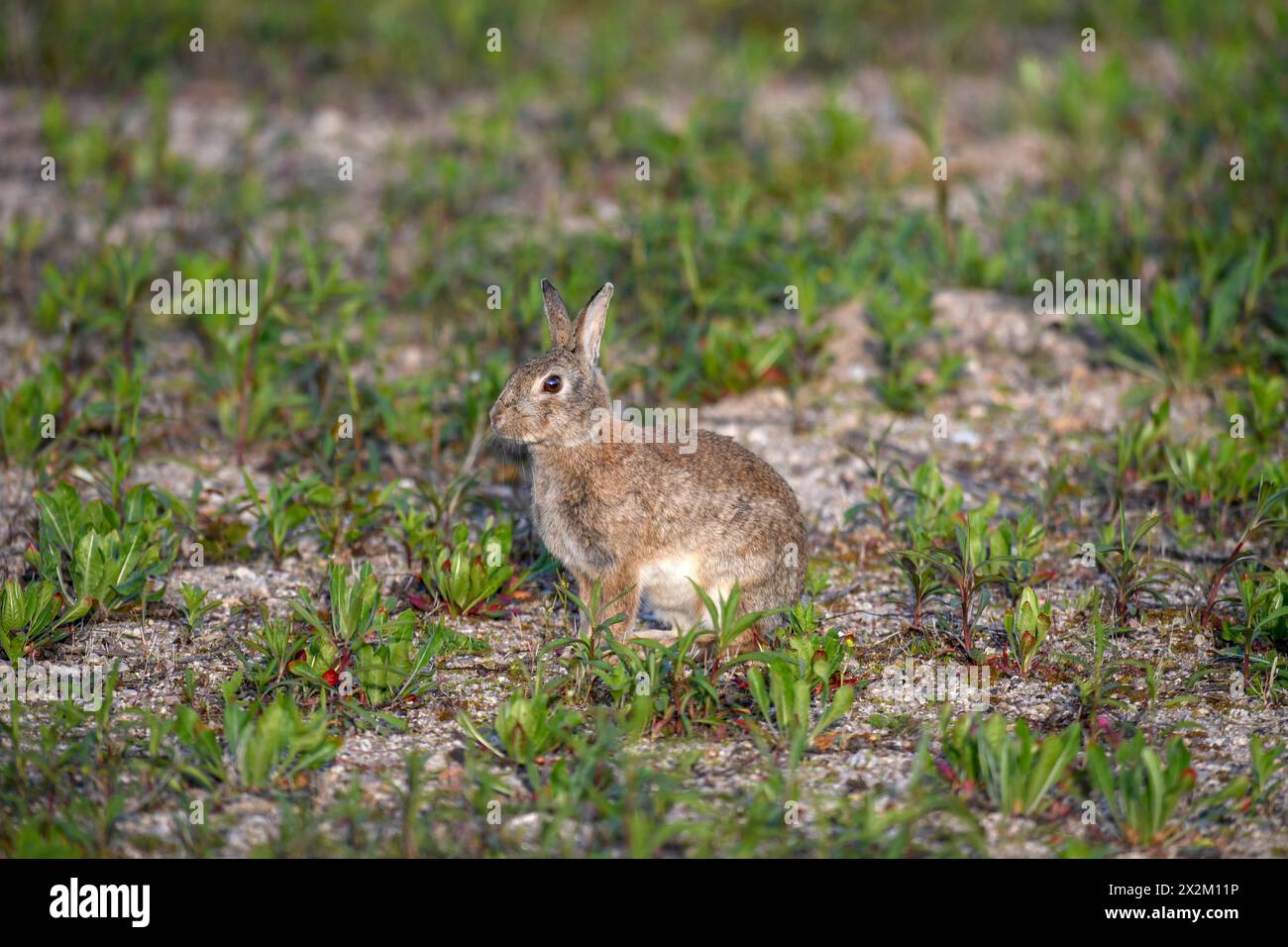 zoology, mammal (mammalia), European rabbit (Oryctolagus cuniculus) in ...