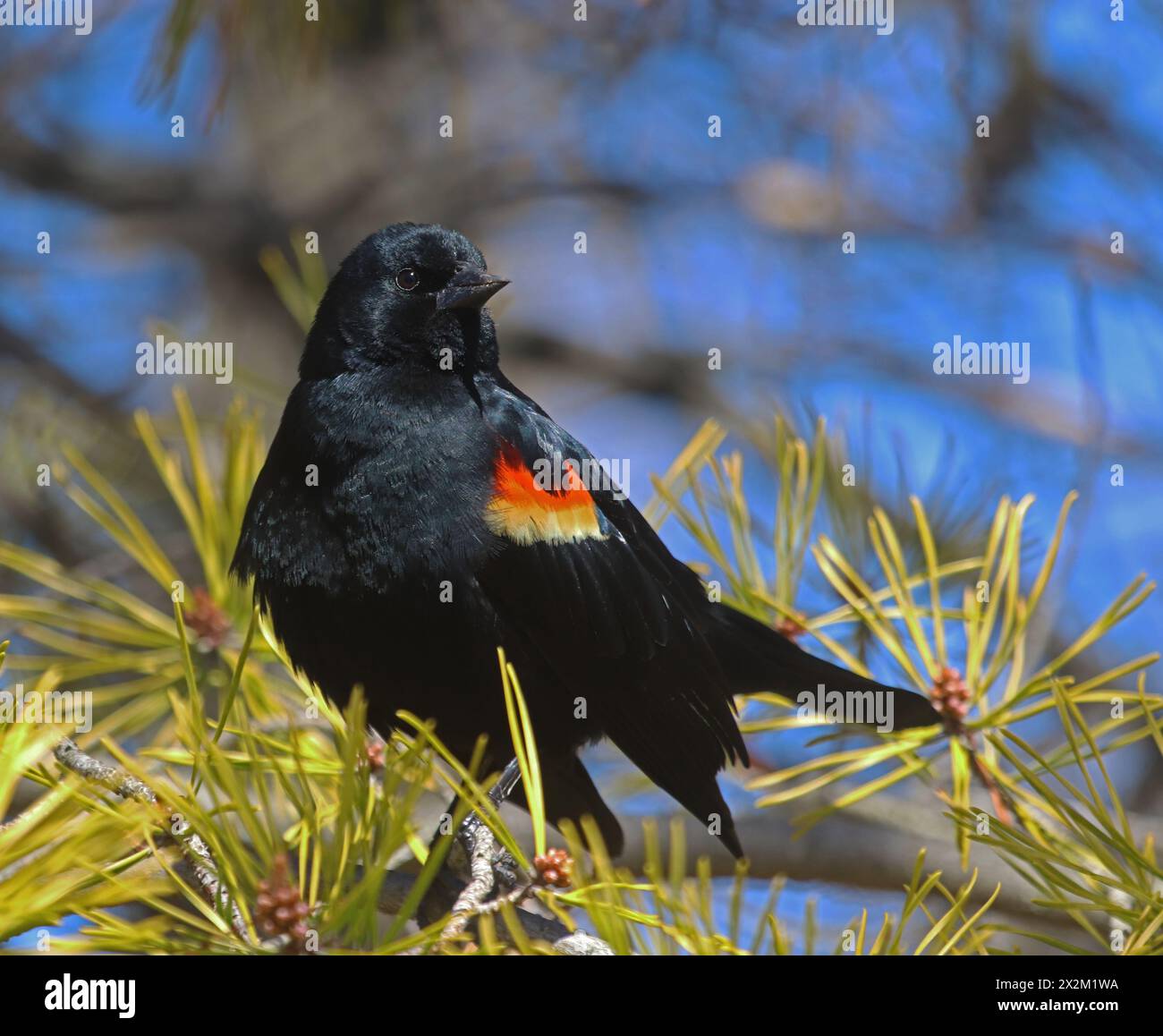 Chicago birding hi-res stock photography and images - Alamy