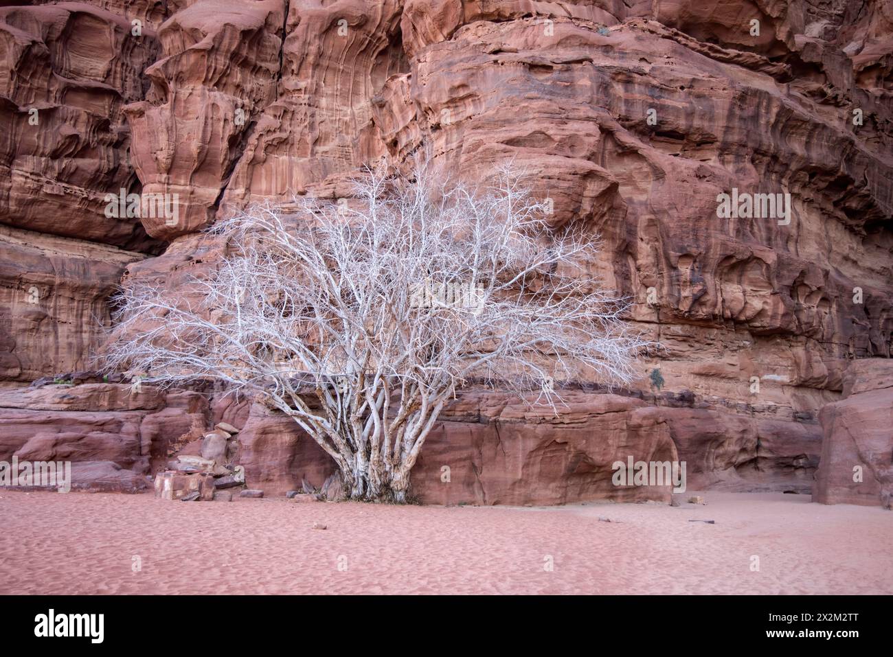 Jordan wadi rum tree hi-res stock photography and images - Alamy