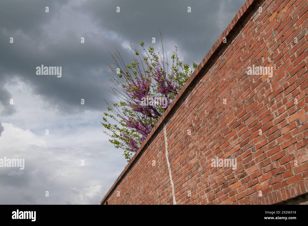 border wall with park and plants behind, secret garden. borders and ...