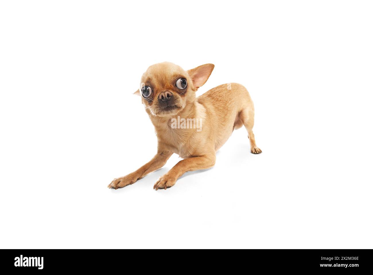 Close-up photo of Chihuahua with large, perked ears, looks curiously ...