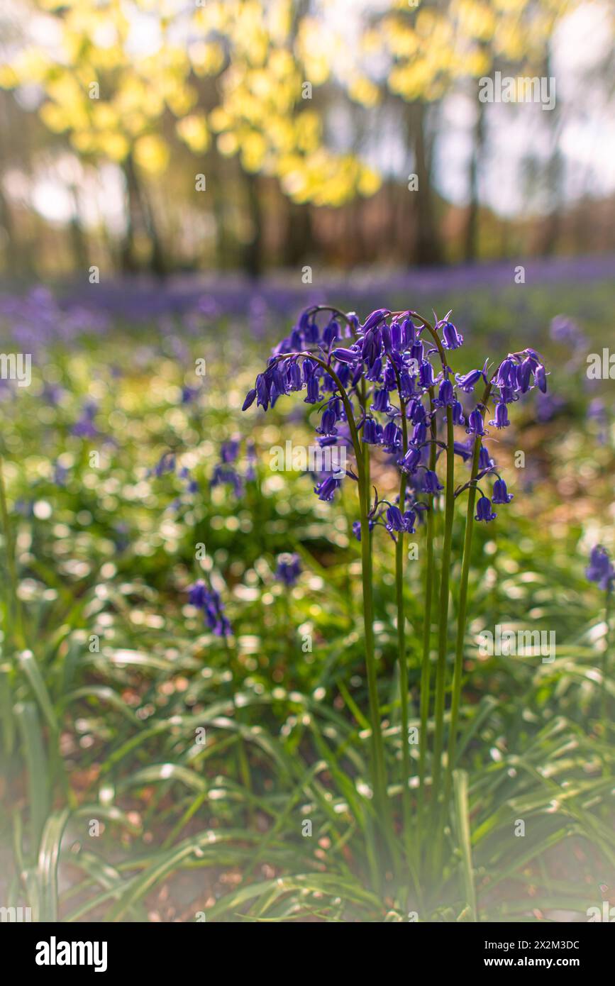 Spring UK and close up bluebells, in woodland outside Henley Stock ...