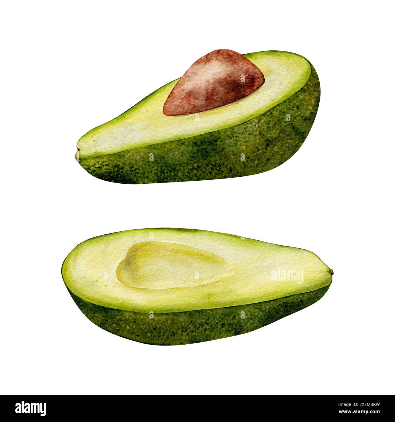 Half Avocado Watercolor illustration. Hand drawn clipart on isolated ...
