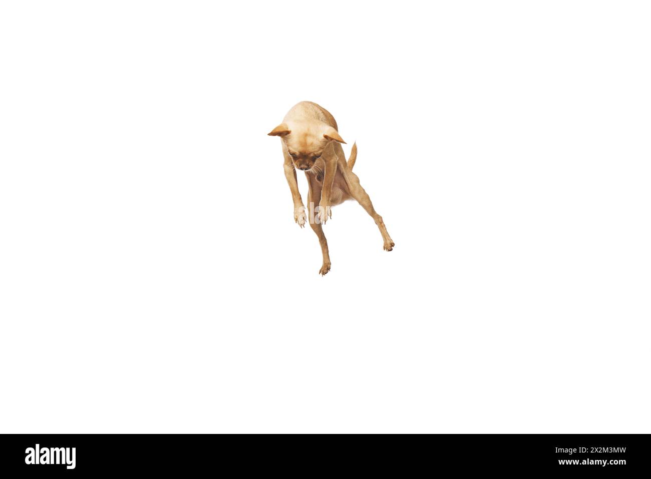 Happy, overjoyed small purebred dog, Chihuahua jumping in mid-air ...