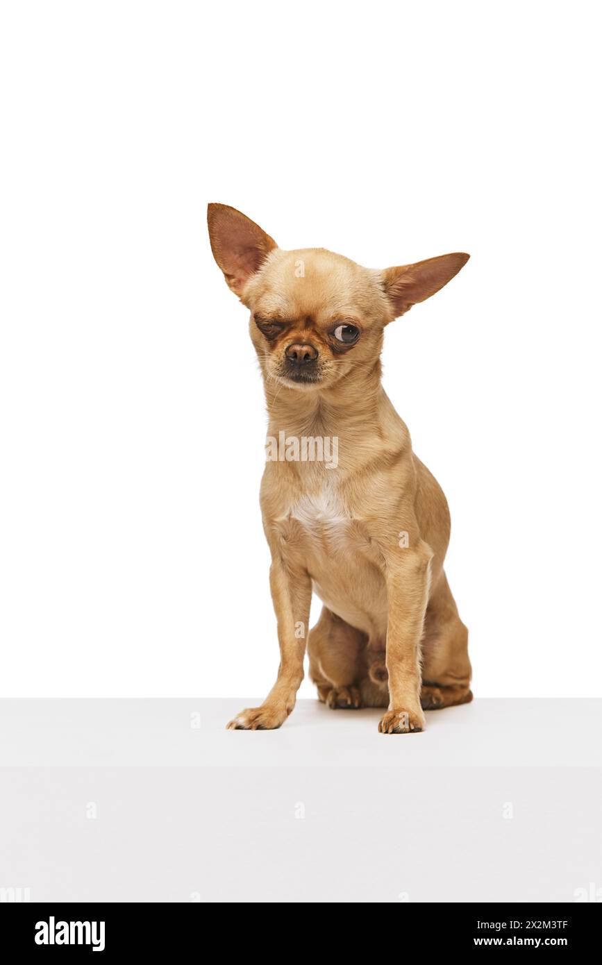 small, short-haired chihuahua sits on a white table and winking in ...