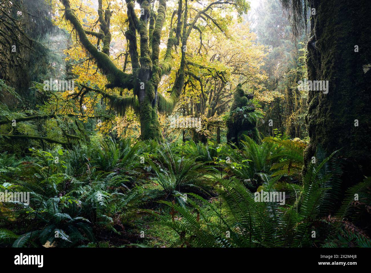 geography / travel, USA, Washington, Queets Rainforest, ADDITIONAL ...