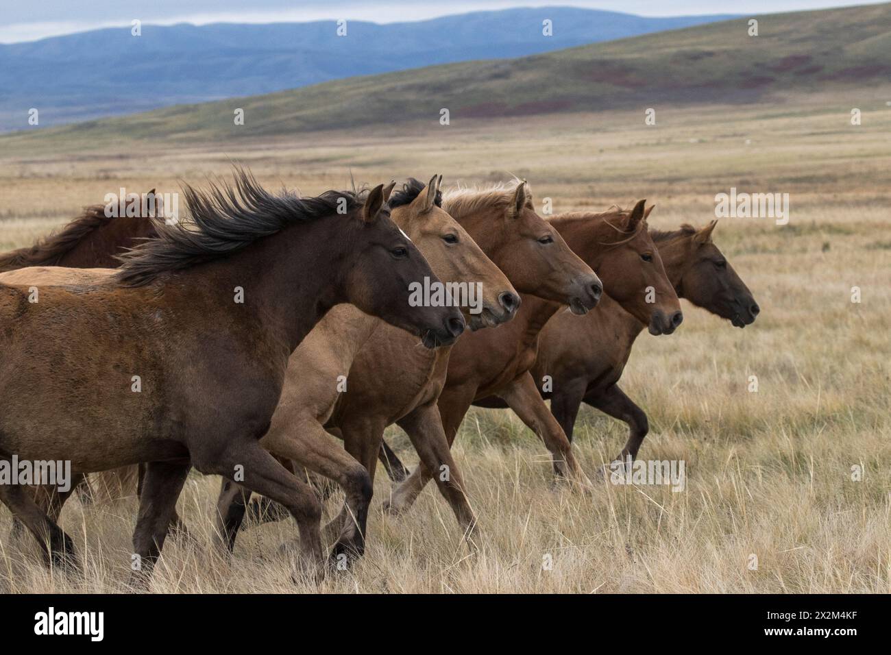 Equine herd behavior hi-res stock photography and images - Alamy