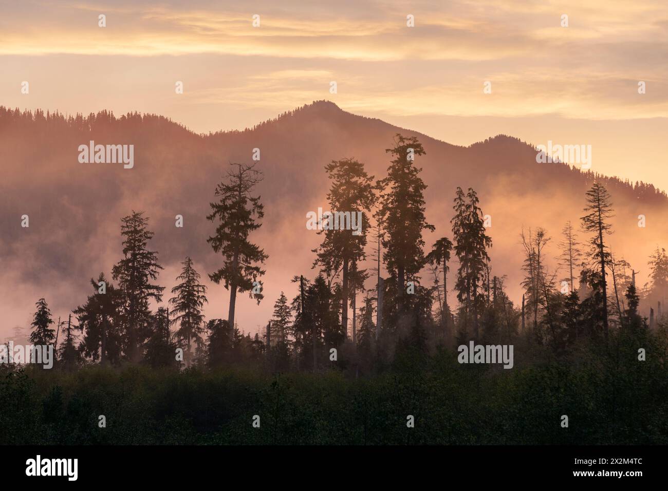 geography / travel, USA, Washington, Queets Rainforest, ADDITIONAL ...