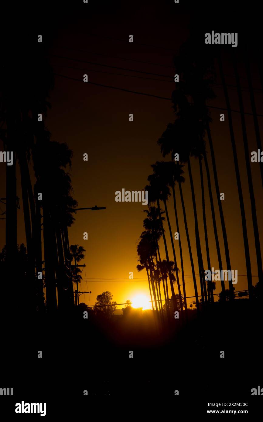 Sunset palm tree lined urban street Stock Photo - Alamy