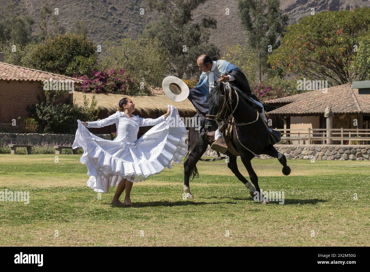 Peru Peruvian paso horses dancing marinera stallion tradition ...