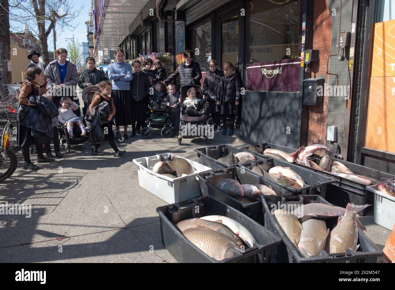 A small group watch the delivery of fish to a Kosher store in ...
