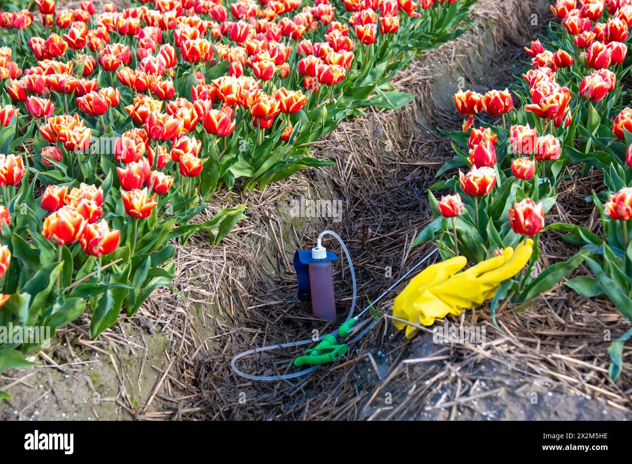sprayer with pesticides and gloves on the ground with a colorful tulip ...