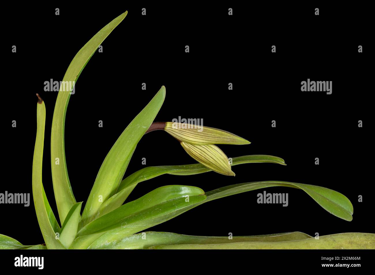 Closeup view of flower bud and leaves of lady slipper species ...