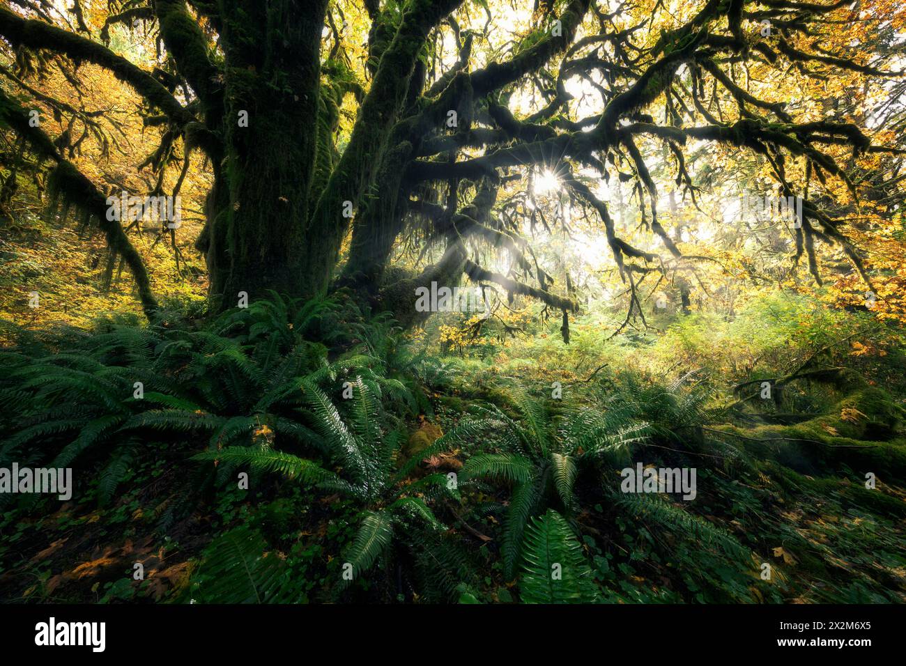 geography / travel, USA, Washington, Queets Rainforest, ADDITIONAL ...