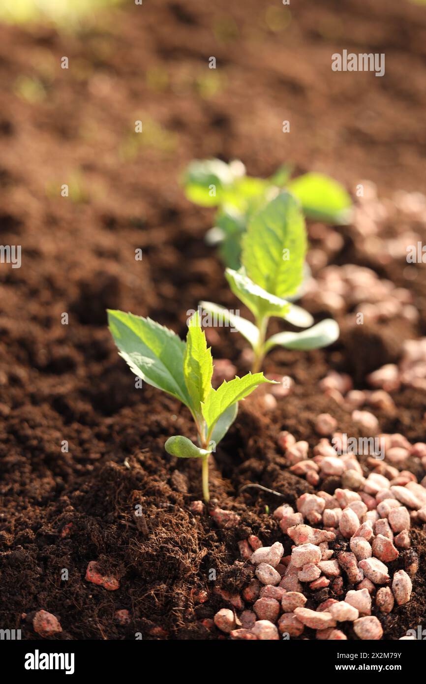 Granulated fertilizer and seedlings growing in soil, closeup Stock ...