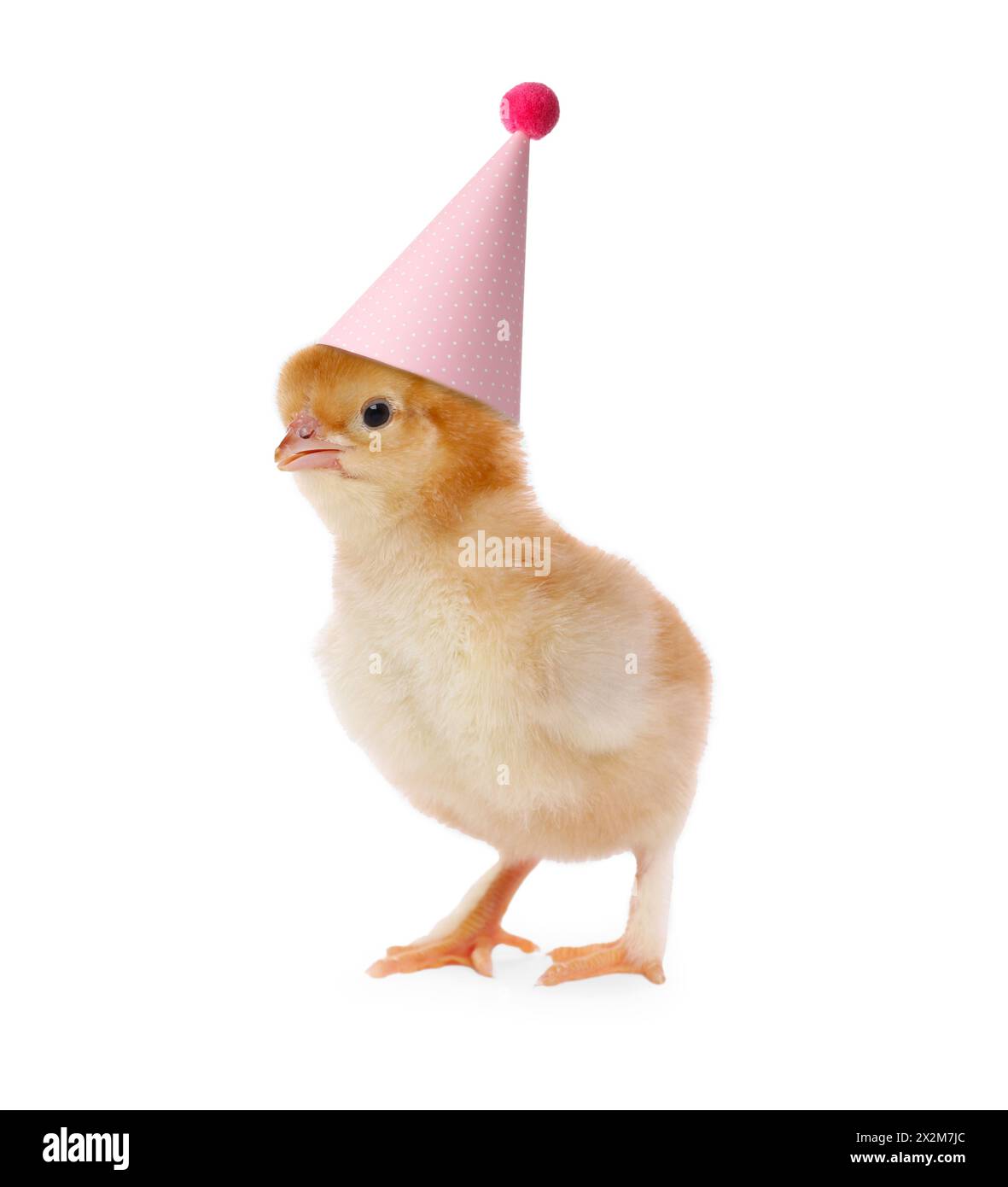 Small chicken party Cut Out Stock Images & Pictures - Alamy