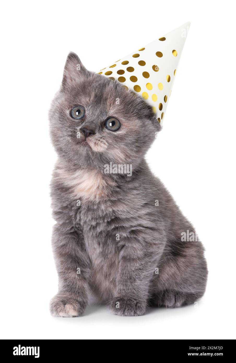 Muzzle cute british kitten Cut Out Stock Images & Pictures - Alamy