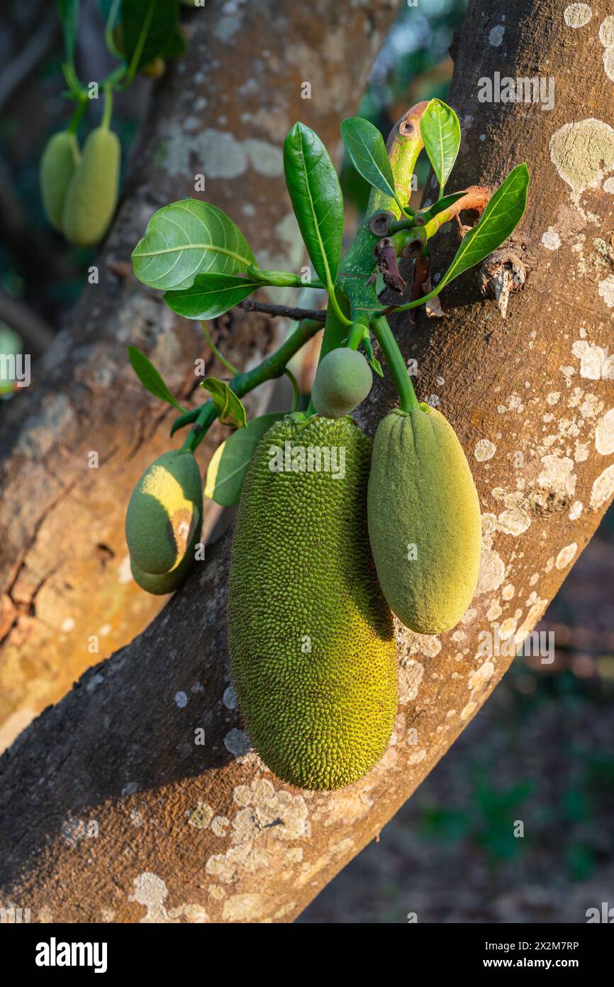 Closeup view of young jackfruit growing on tropical tree artocarpus ...