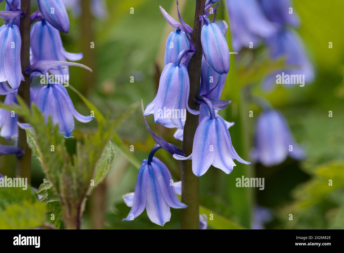 Spanish bluebells hyacinthoides hispanica, pale blue purple conical ...