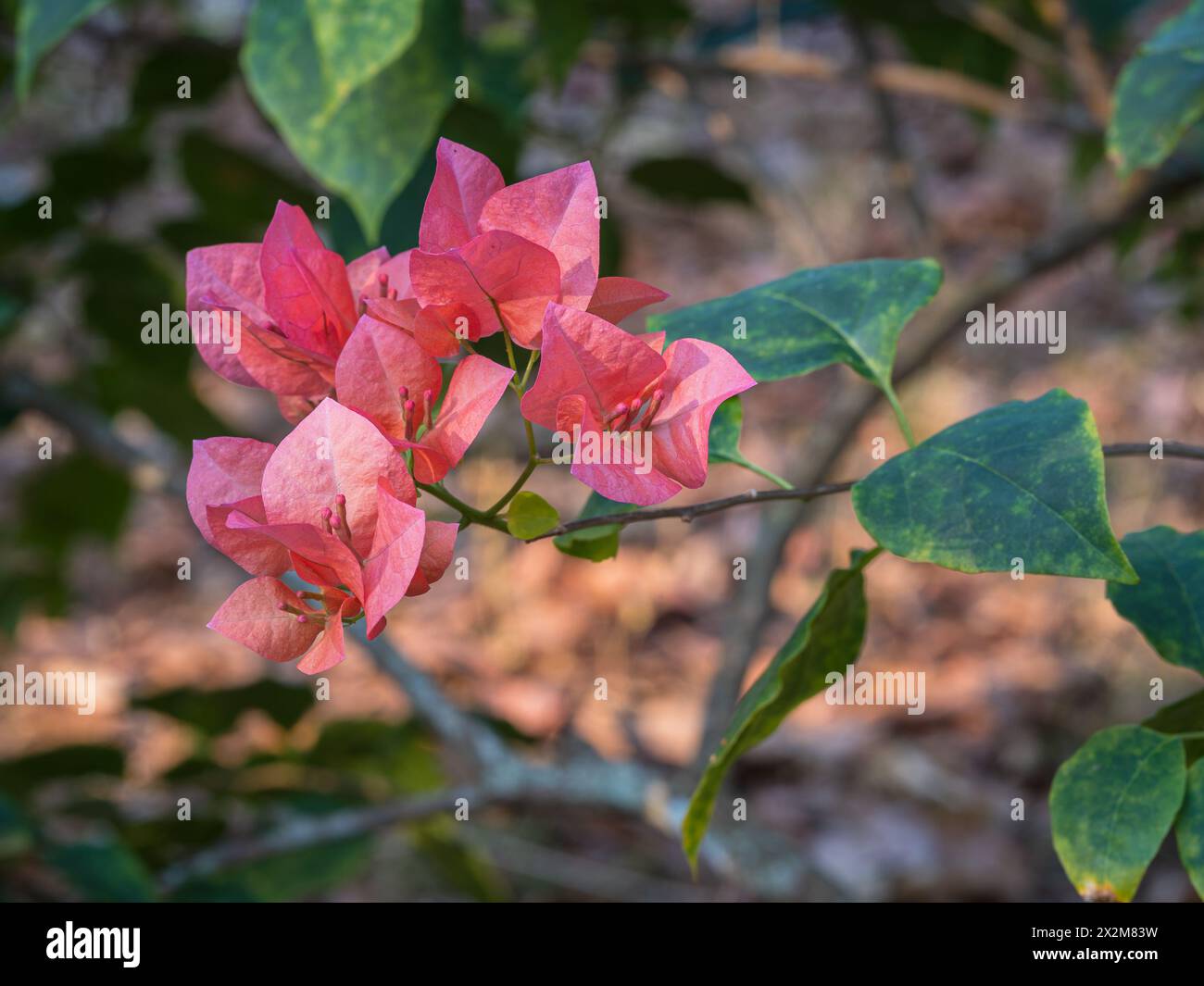 Closeup view of colorful orange purple pink bracts and flowers of ...