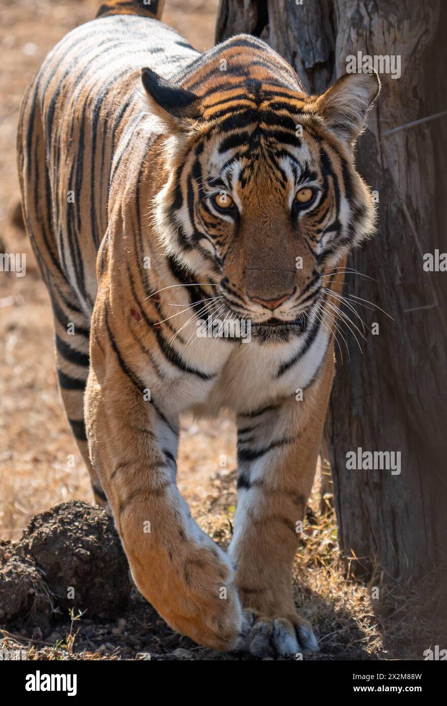 Wounded emotions hi-res stock photography and images - Alamy