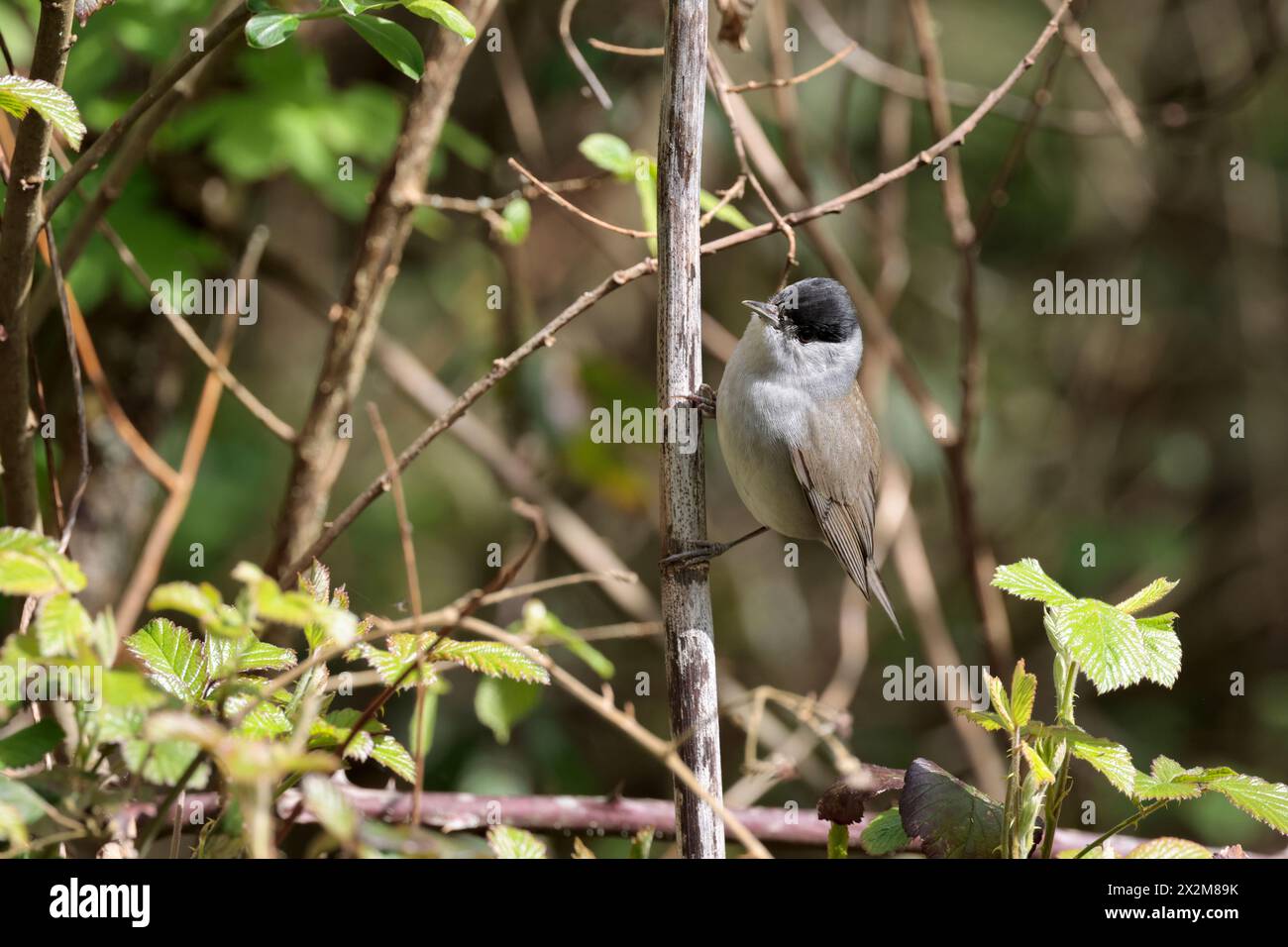 blackcap sylvia atricapilla, male bird grey brown upperparts paler ...