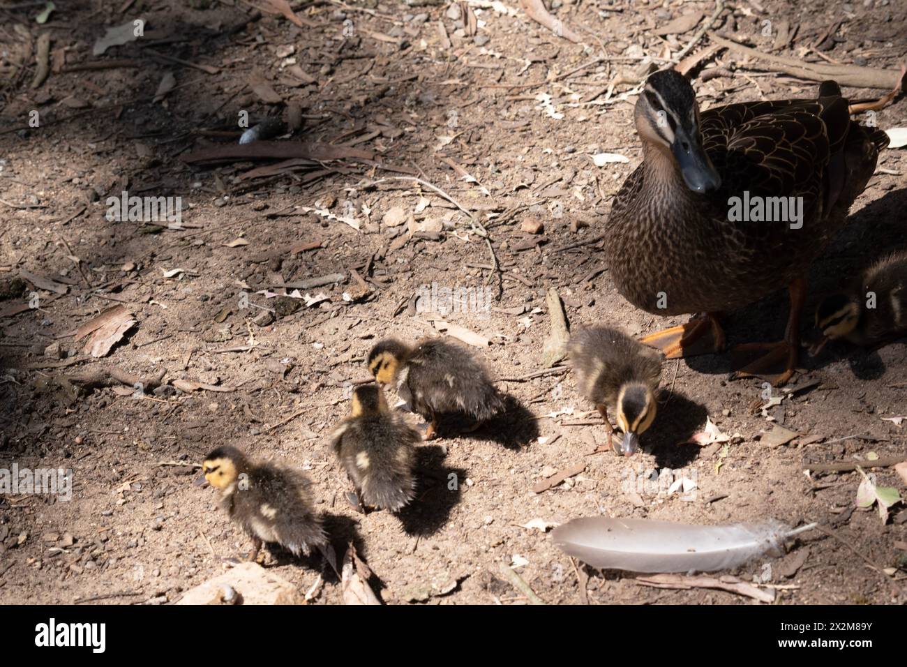 the pacific black duck chick have a tan head and brown body Stock Photo ...