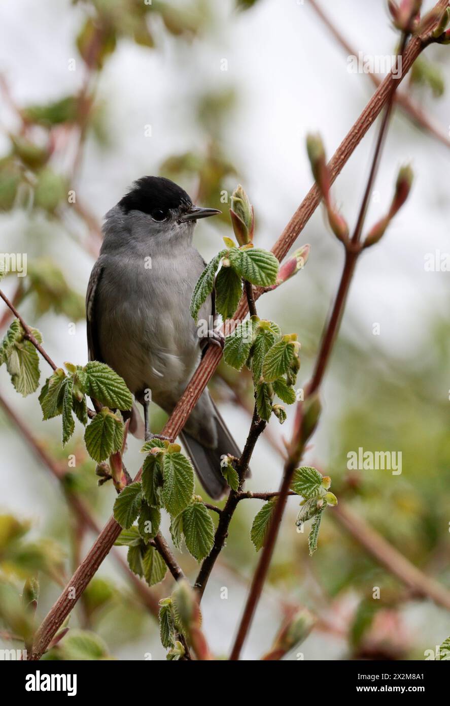 blackcap sylvia atricapilla, male bird grey brown upperparts paler ...