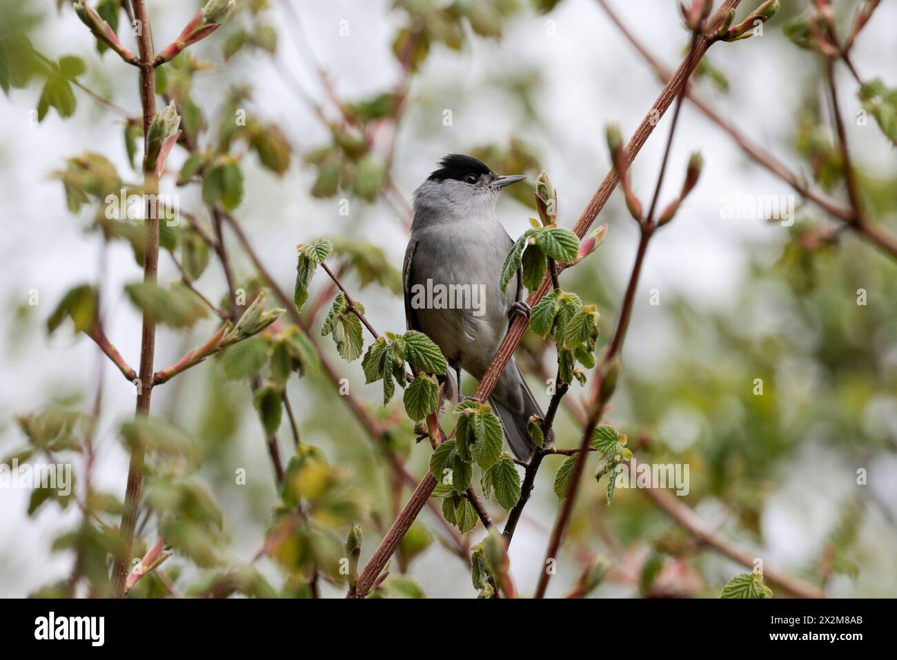 blackcap sylvia atricapilla, male bird grey brown upperparts paler ...