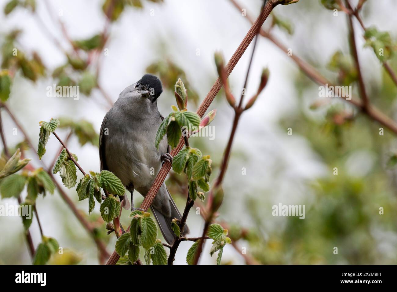 blackcap sylvia atricapilla, male bird grey brown upperparts paler ...