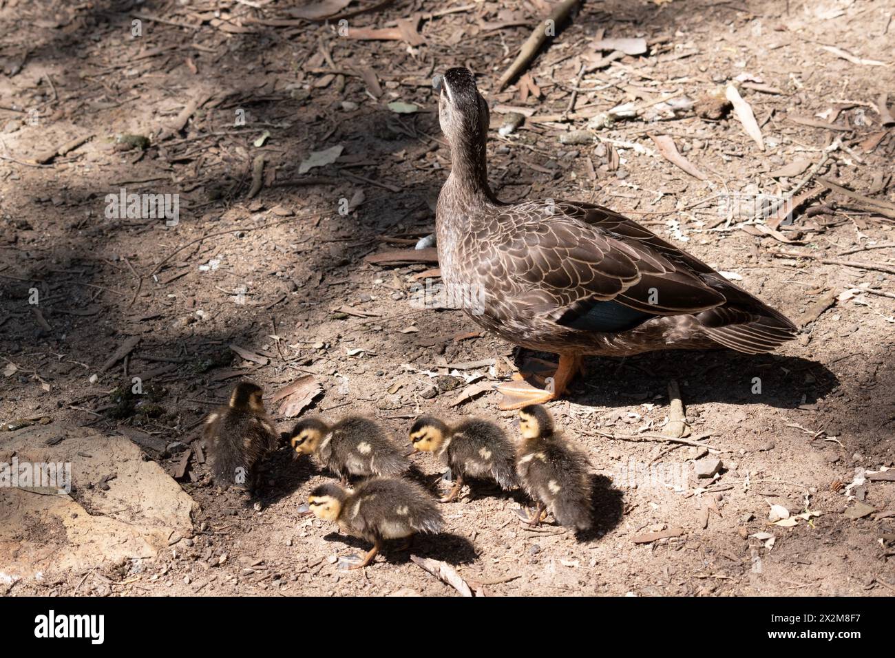 the pacific black duck has a dark body and a paler head with a dark ...