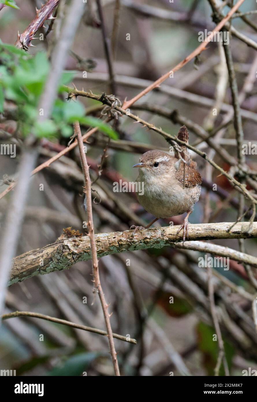 Barring on the back hi-res stock photography and images - Alamy