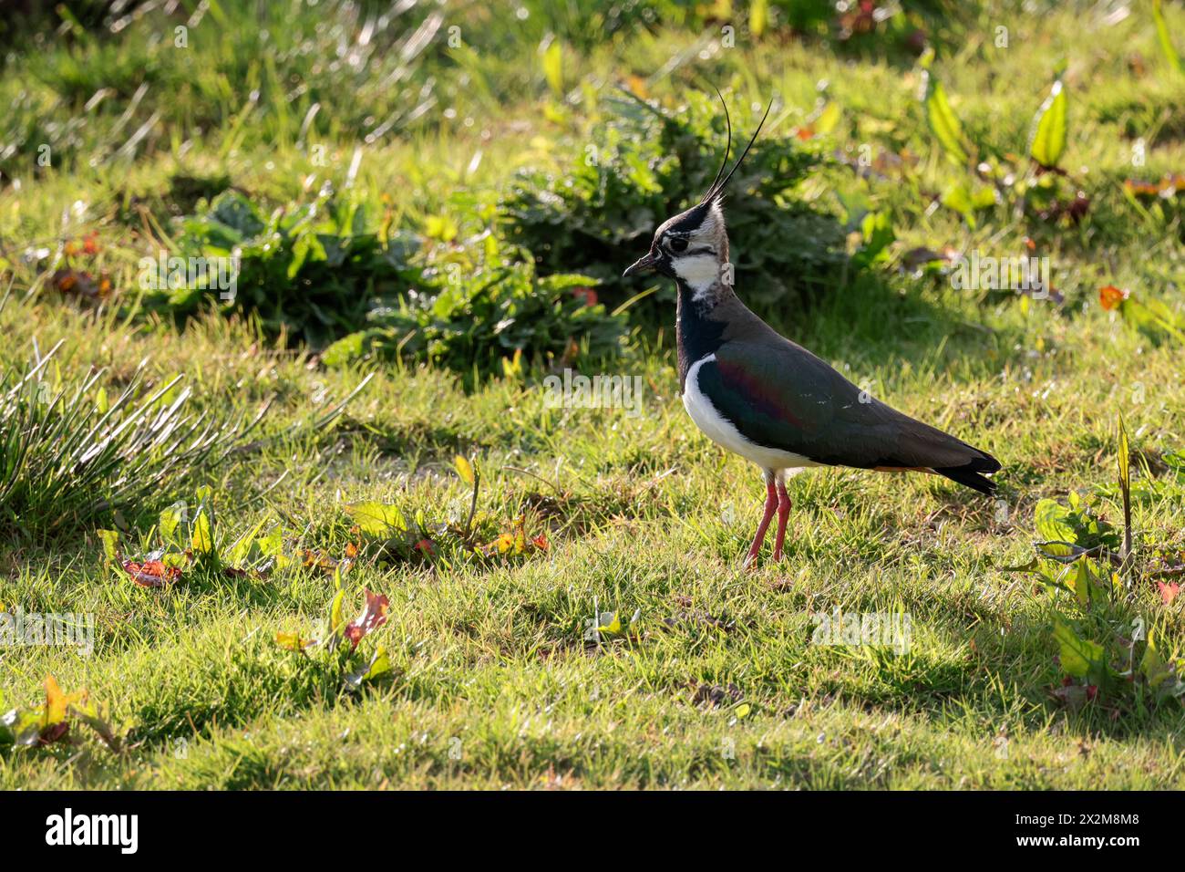 lapwing vanellus x2, spiky crest feathers on head black and white ...