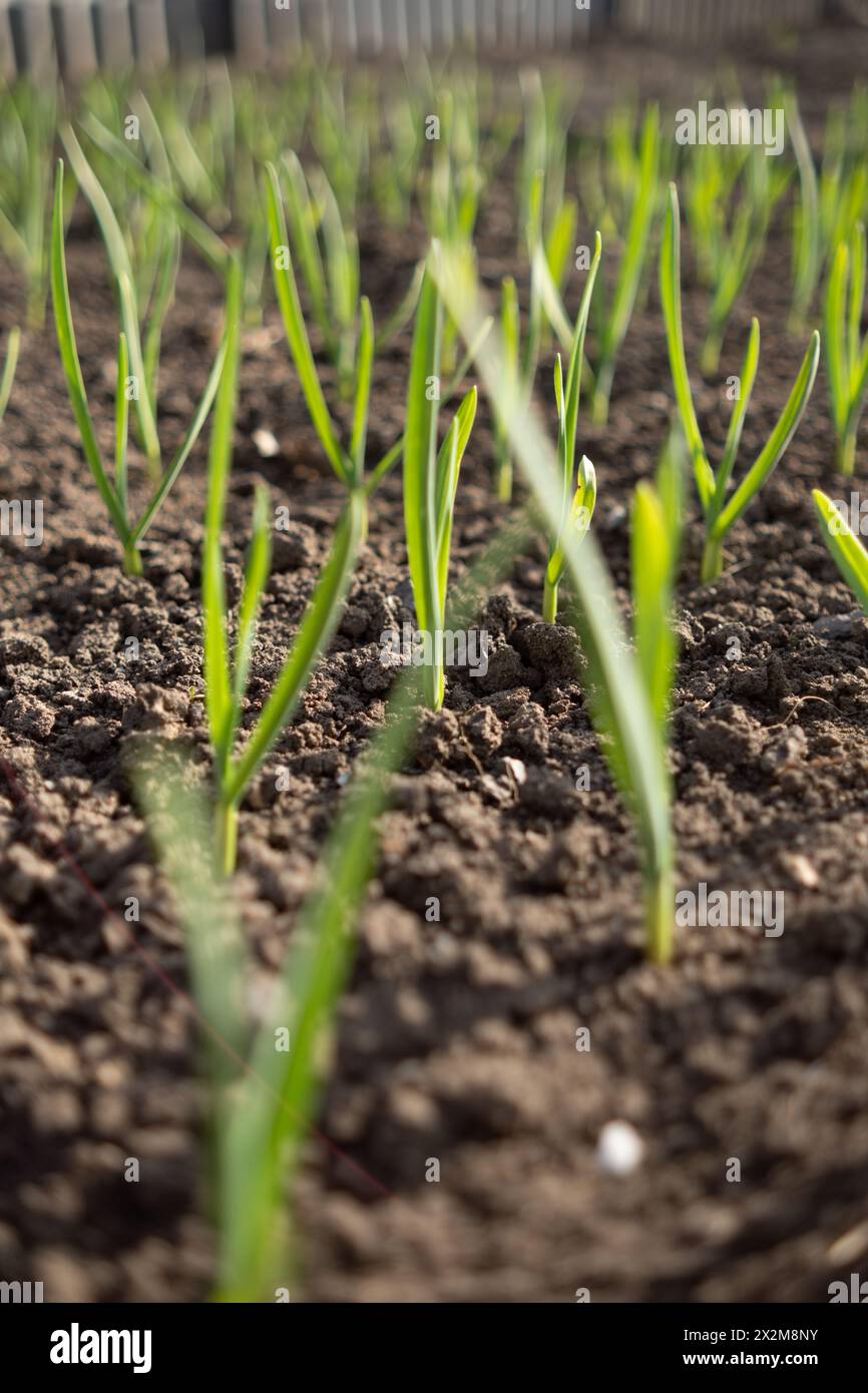 Young Garlic Sprouts Emerging in Fertile Soil at Dawn in a Rural Garden ...