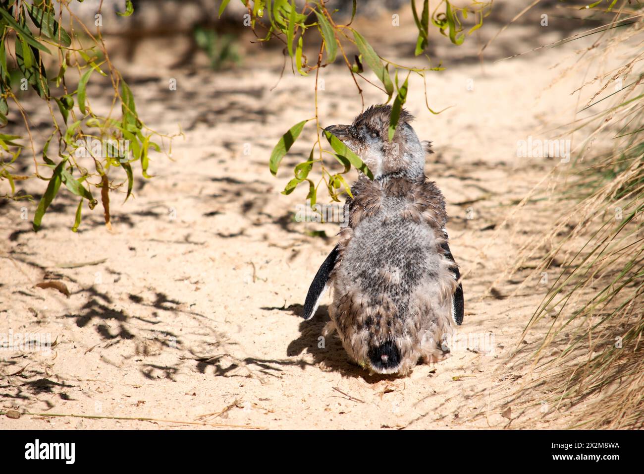 Little blue penguins nest hi-res stock photography and images - Alamy