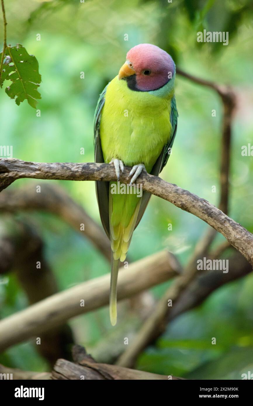 Plum head parrot hi-res stock photography and images - Alamy