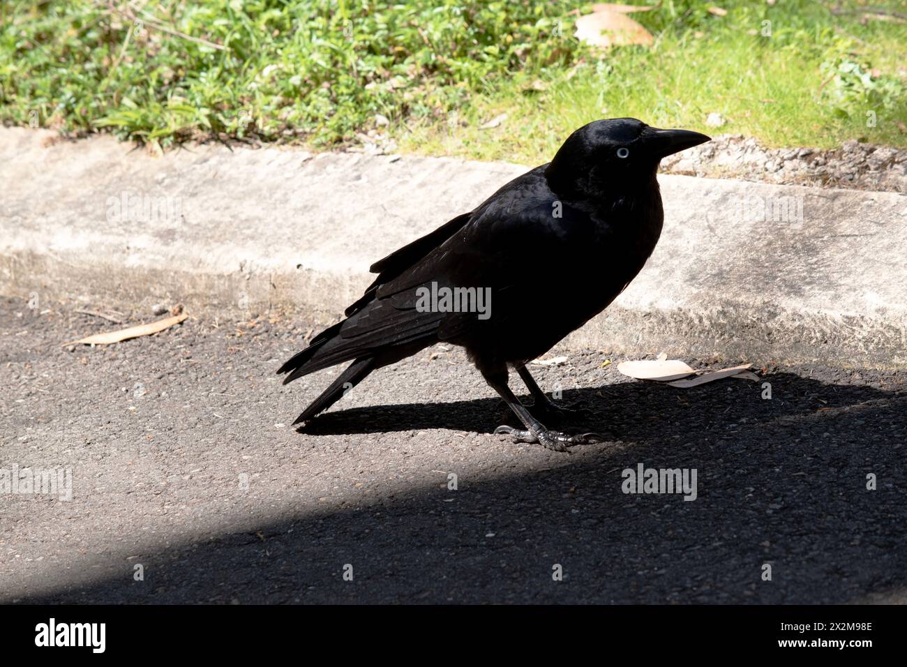 The Australian raven is an all black-bird with a black beak, mouth and ...